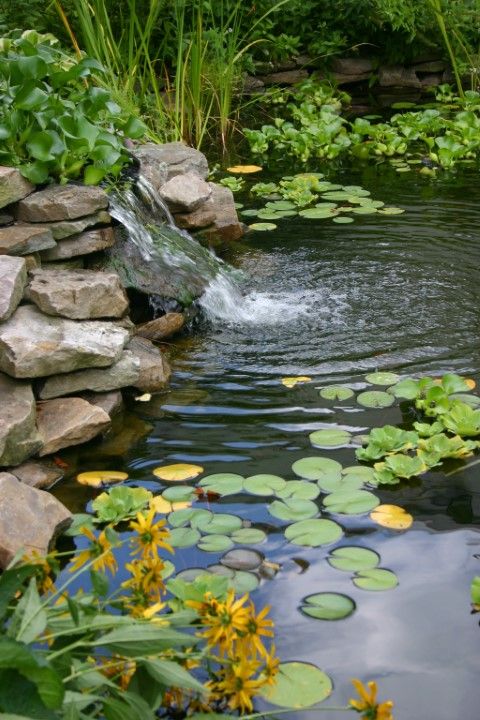 Custom Pond Design & Maintenance Services in Clearwater
