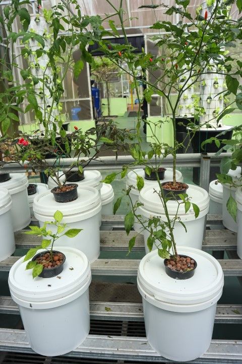 Dutch Bucket Systems for Efficient Hydroponic Farming