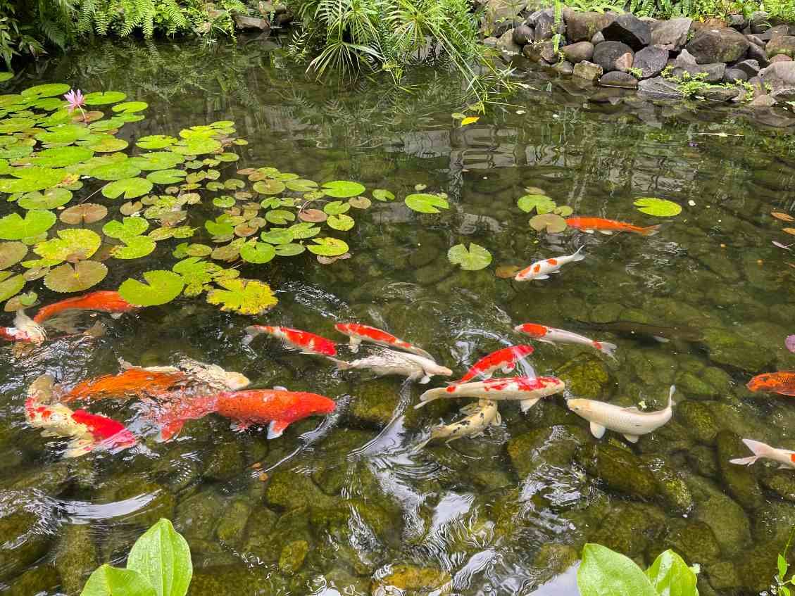 Koi Pond installation and maintenance done right