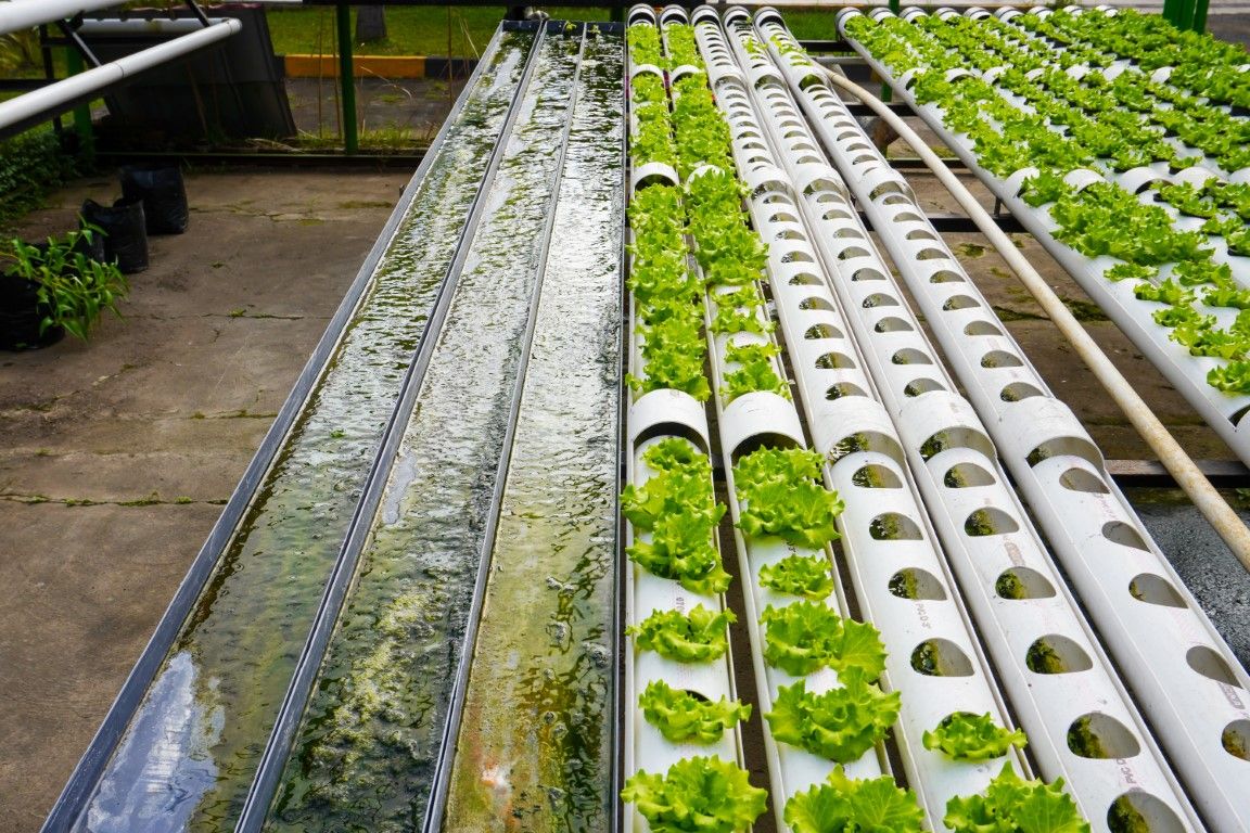 NFT Aquaponics System For Sustainable Farming Solutions