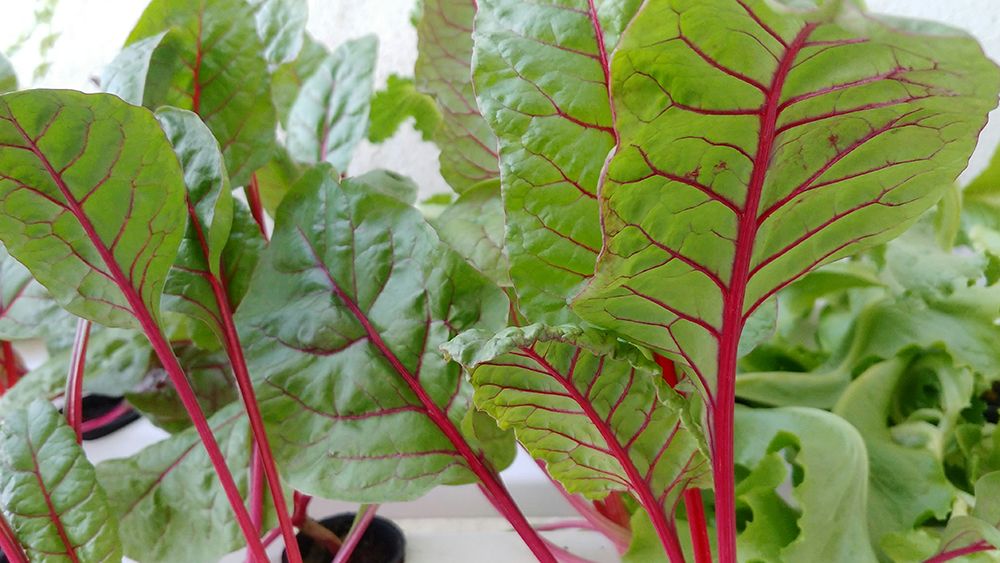 Aquaponic system perfect for both commercial & home use