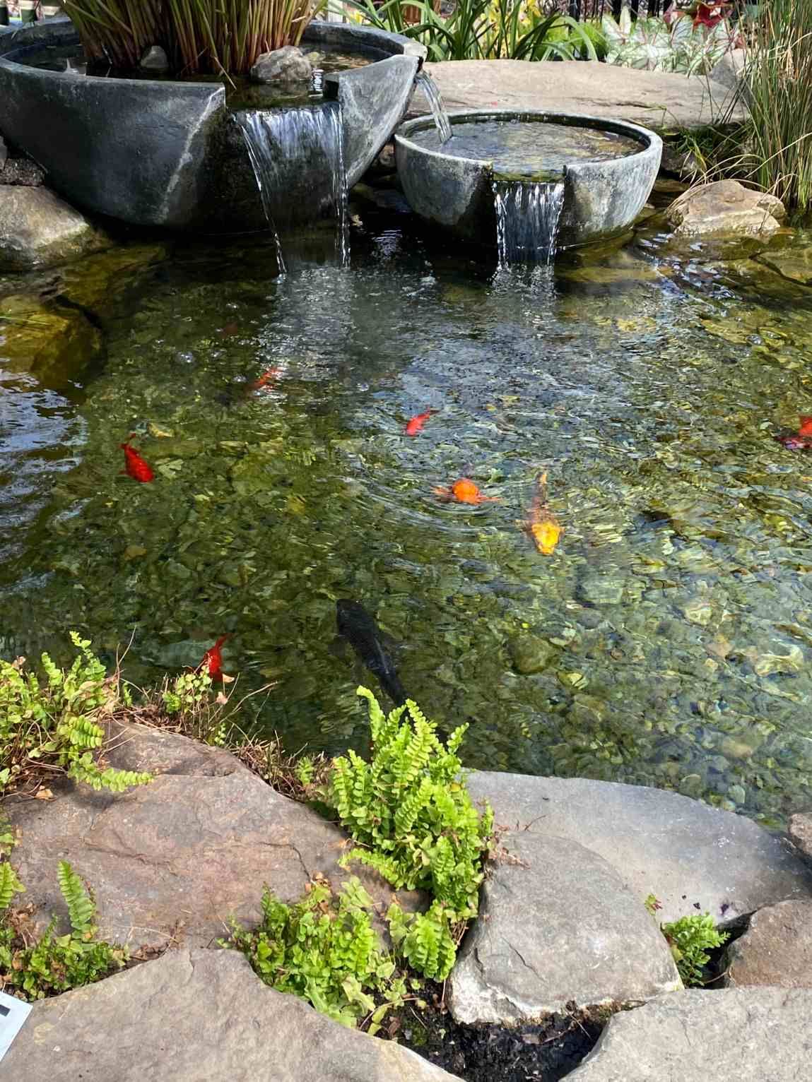 Oxygenated Water equals happy fish in a healthy pond