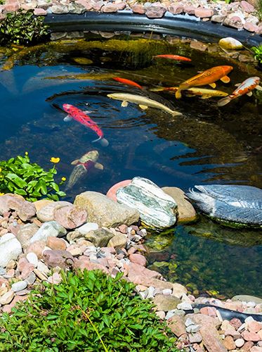 Cleaning your Tampa pond doesn't have to be difficult