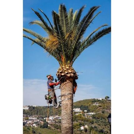 How to Skin a Palm Tree