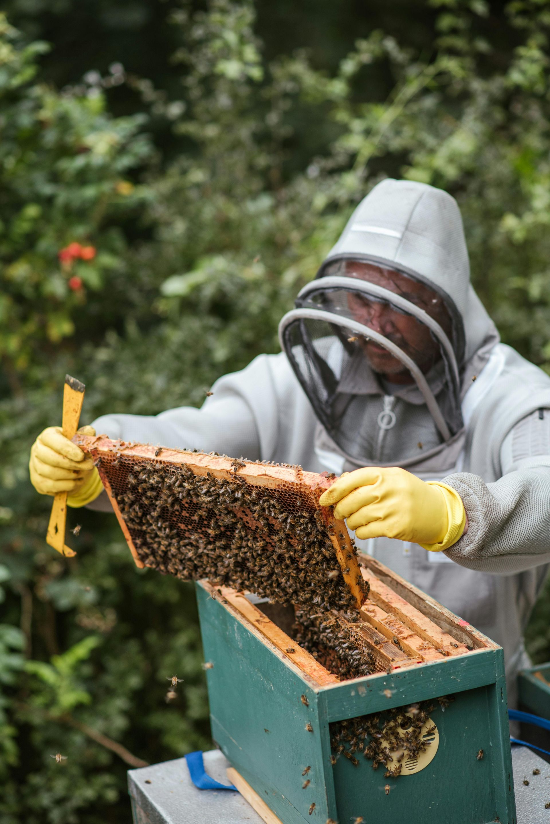 Own a beehive with Honeyshare | The Bee Partner