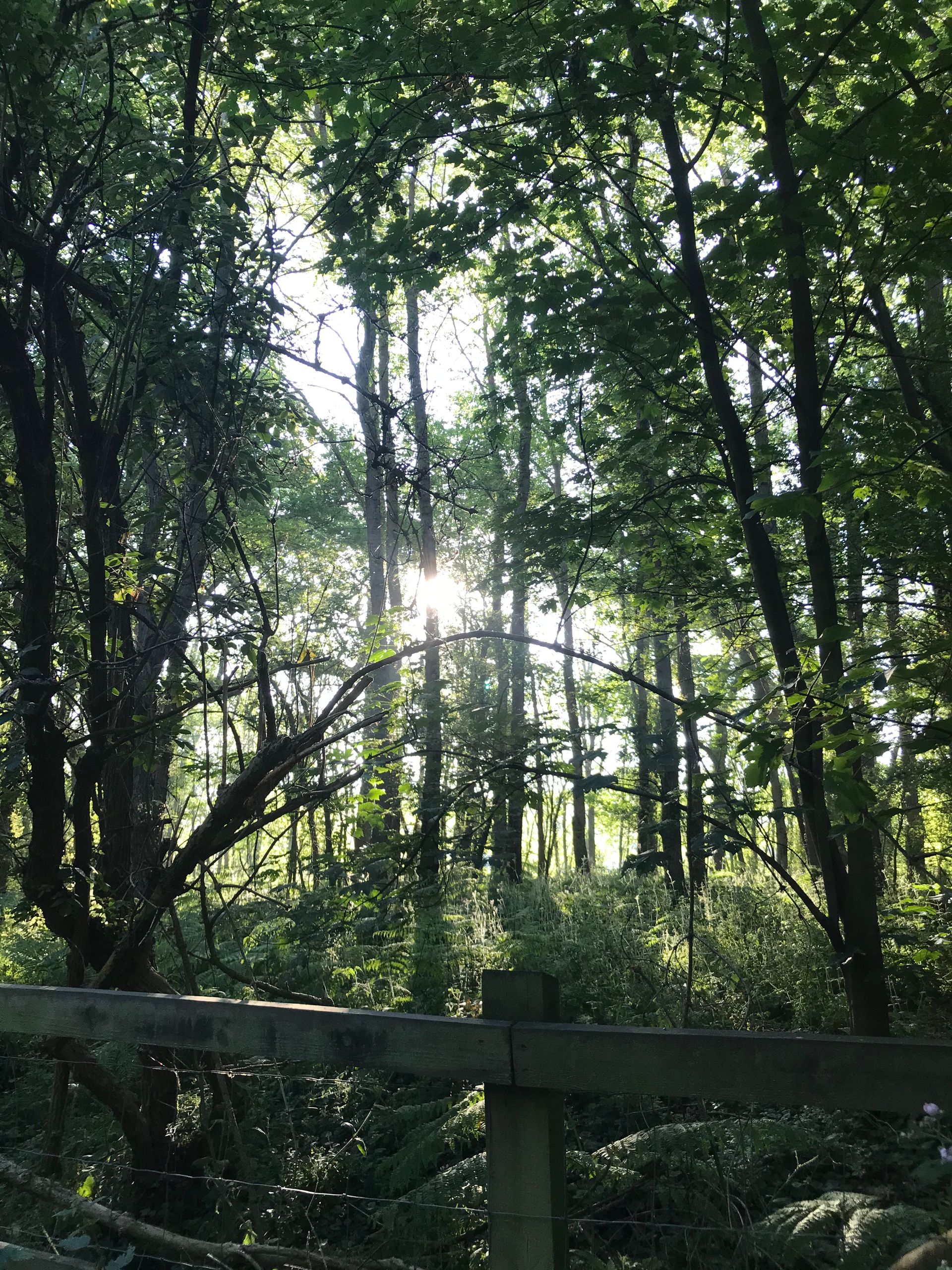 The Courts Campsite is based in Little Baddow, a small village located ...