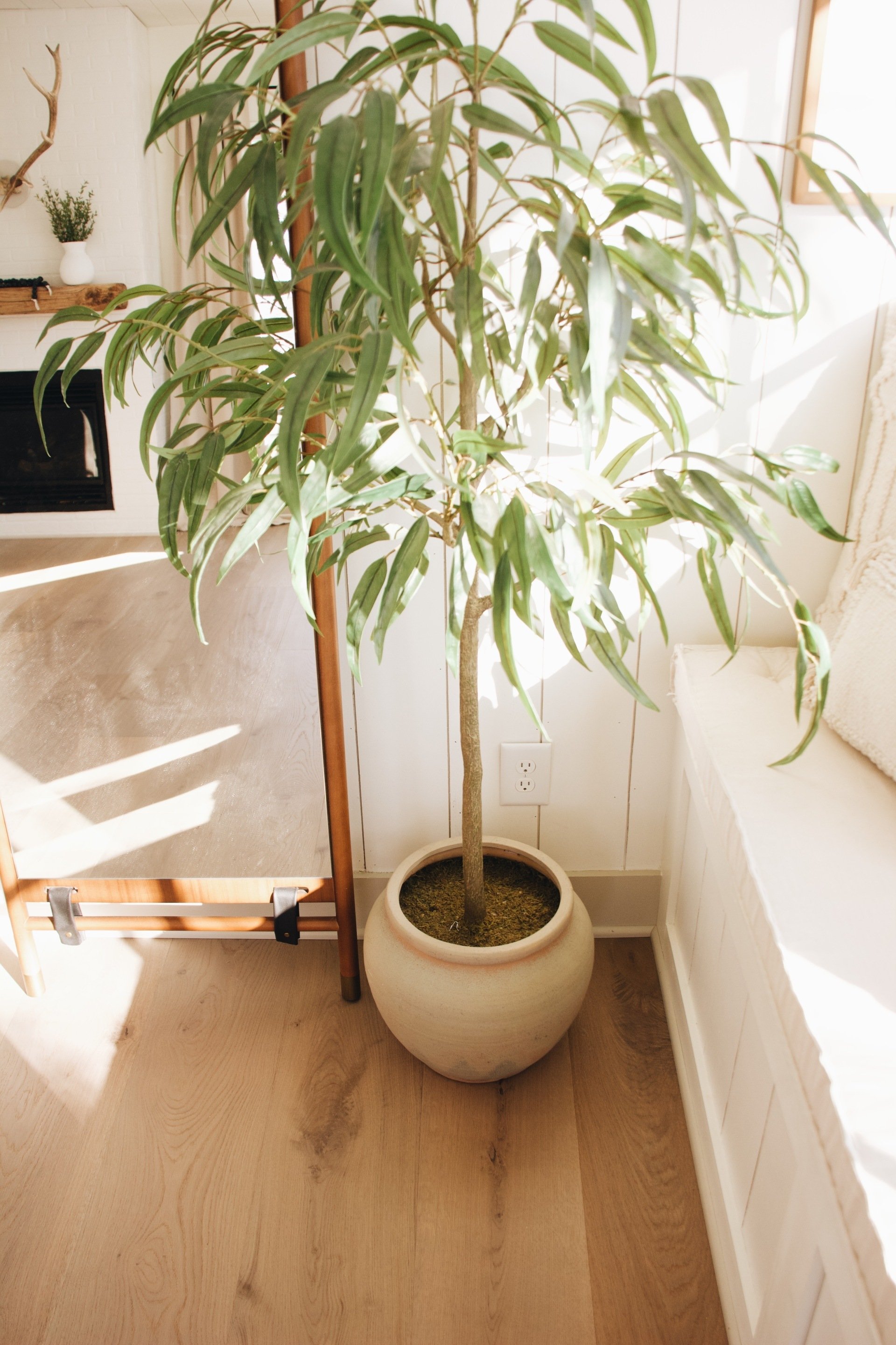 The Trees in my house