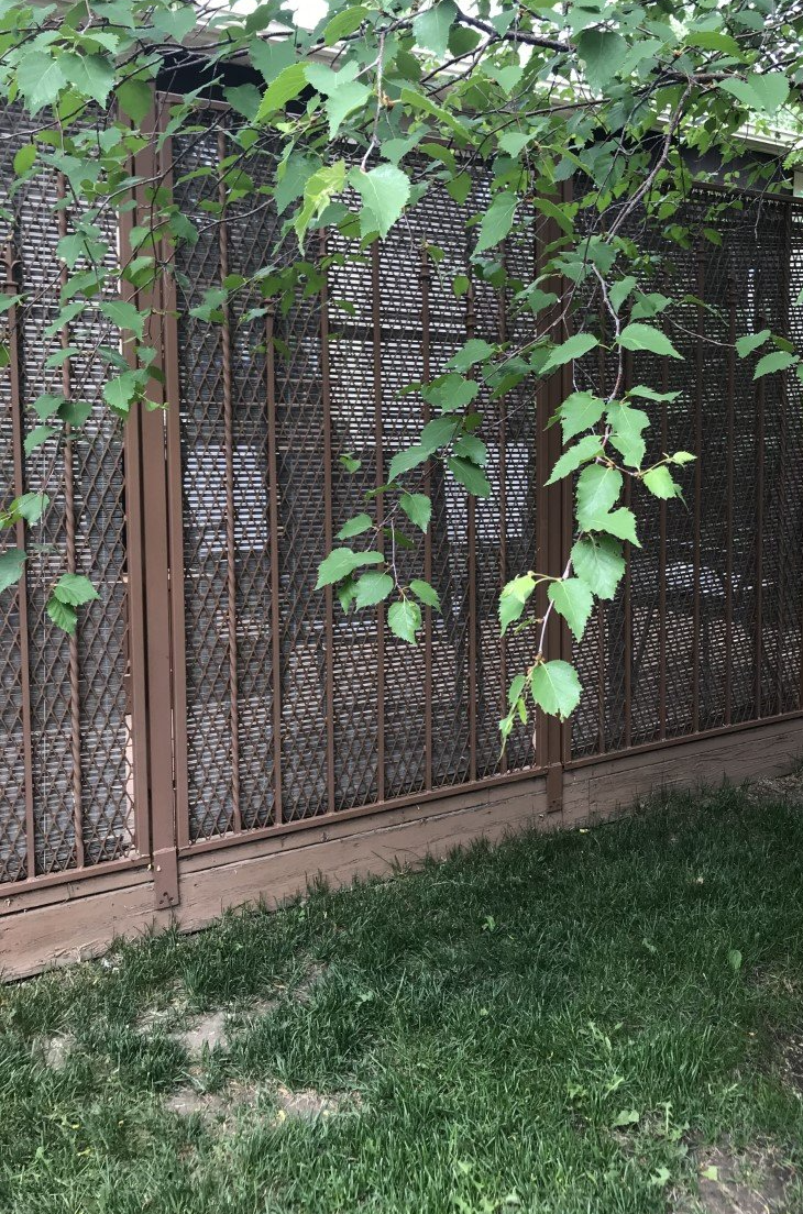 Benefits Of Backyard Privacy Screens