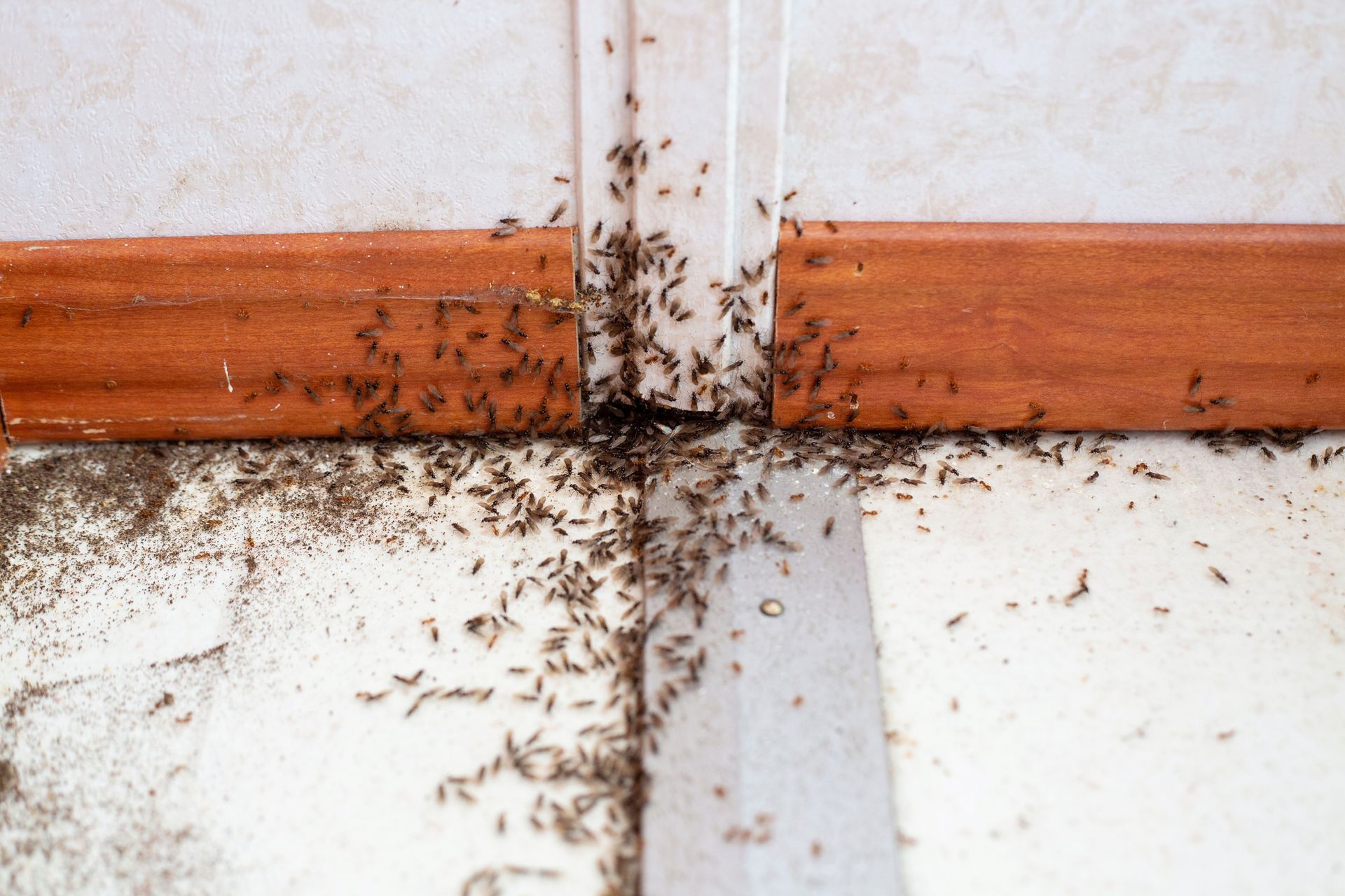 Expert Ant & Cockroaches Control | Bundaberg, QLD | SureSafe