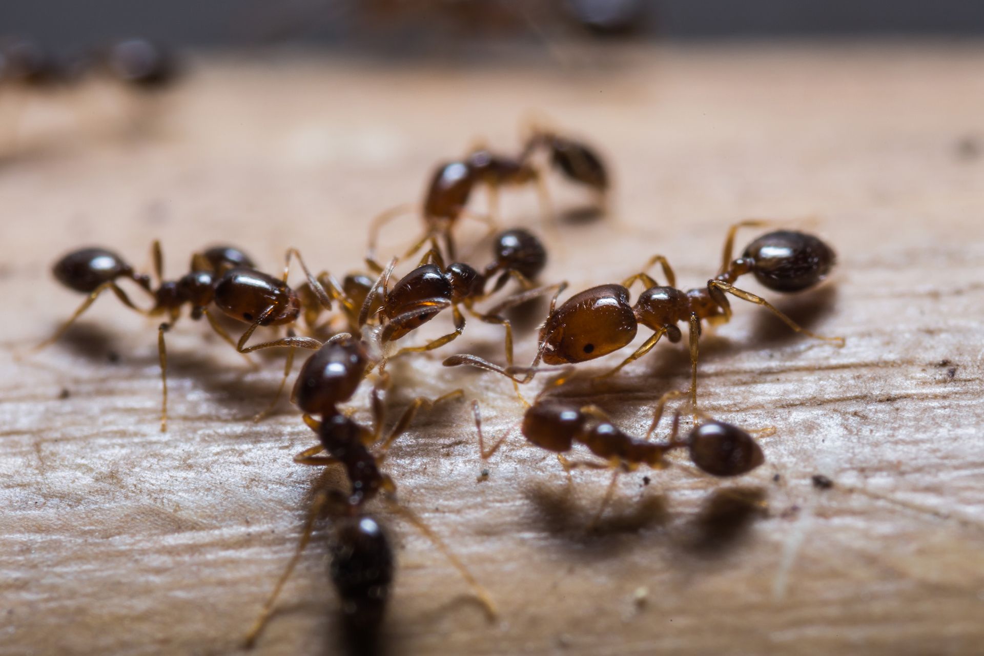 Expert Ant & Cockroaches Control | Bundaberg, QLD | SureSafe