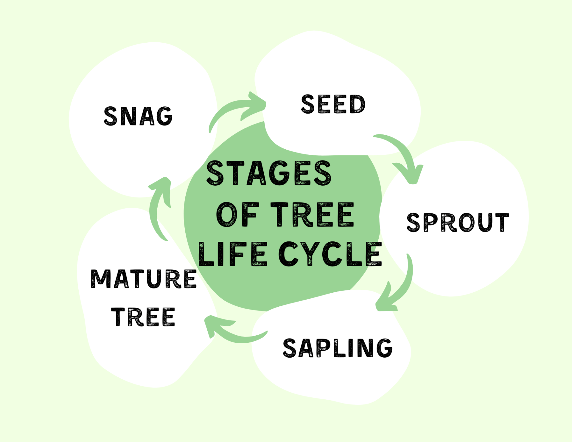 Stages Of Tree Life Cycle (2023)