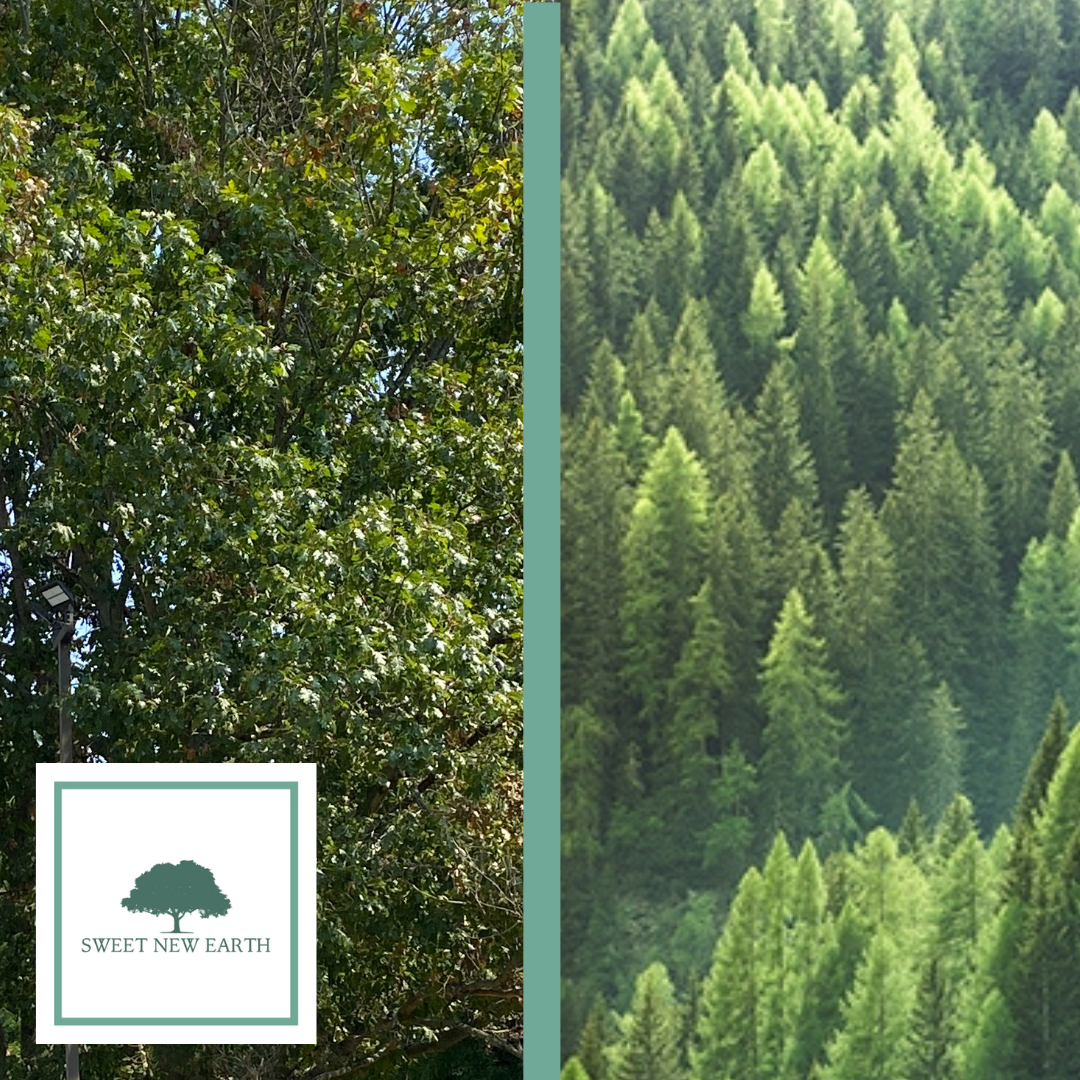 Evergreen Vs Deciduous Trees