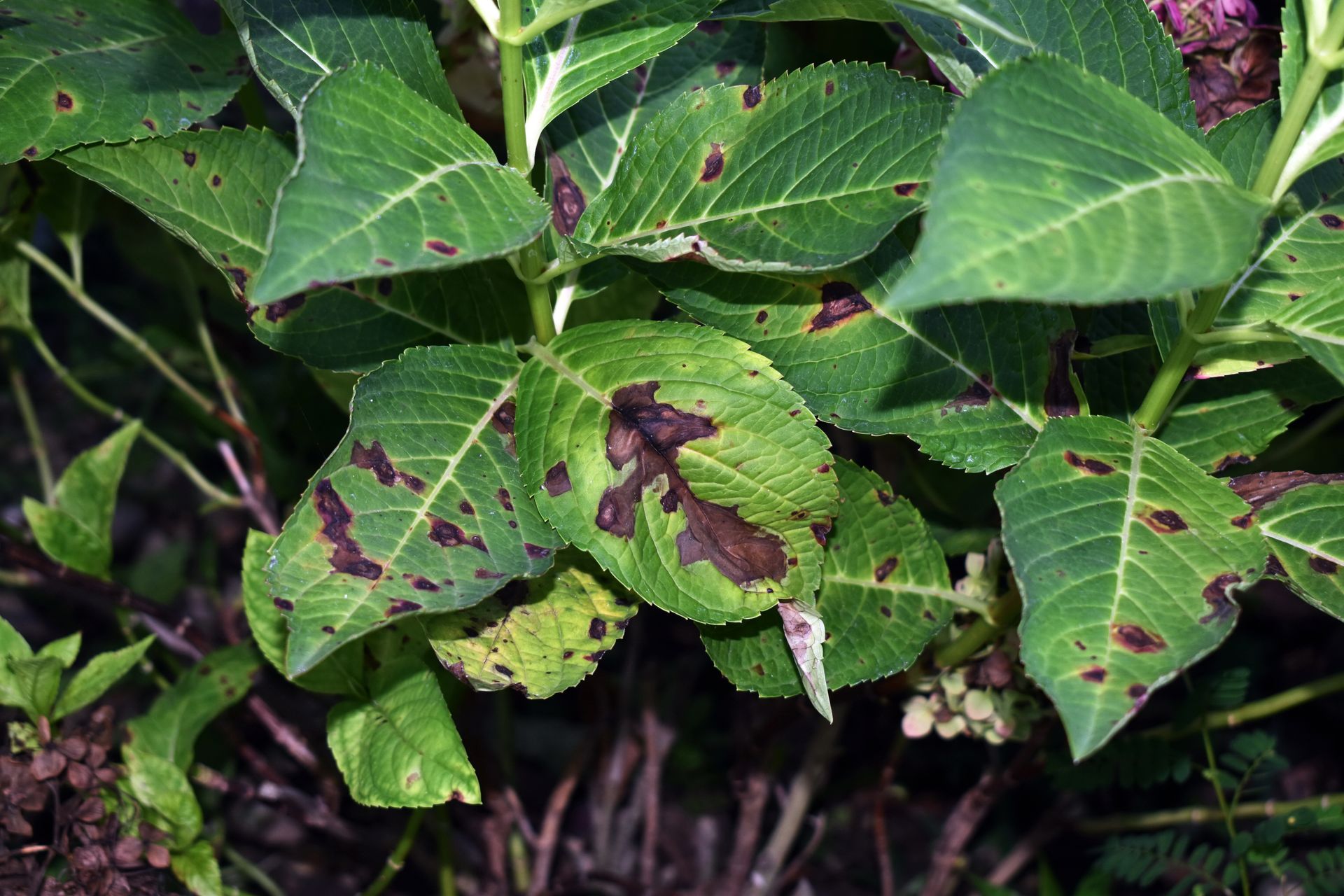 Anthracnose Disease And Treatment