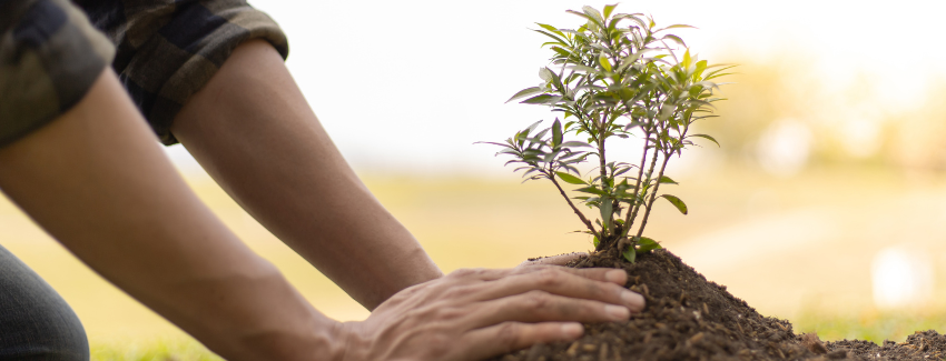 Tools For Tree Planting | Resources Needed in 2024