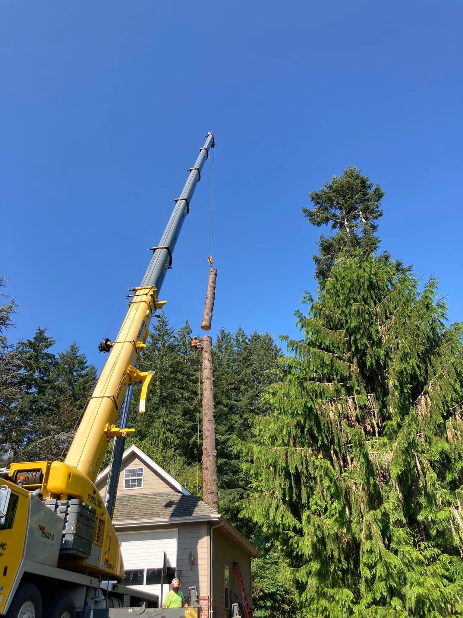 Arborist – Linn Country, OR – Advanced Tree Management
