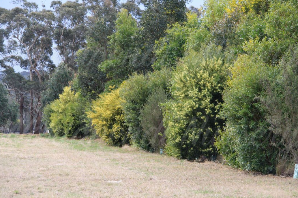 Garden Design in Southern Highlands | Wariapendi Native Nursery