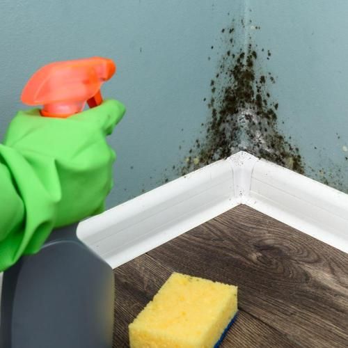 Mold & Water Damage Restoration | Mold Warrior LLC