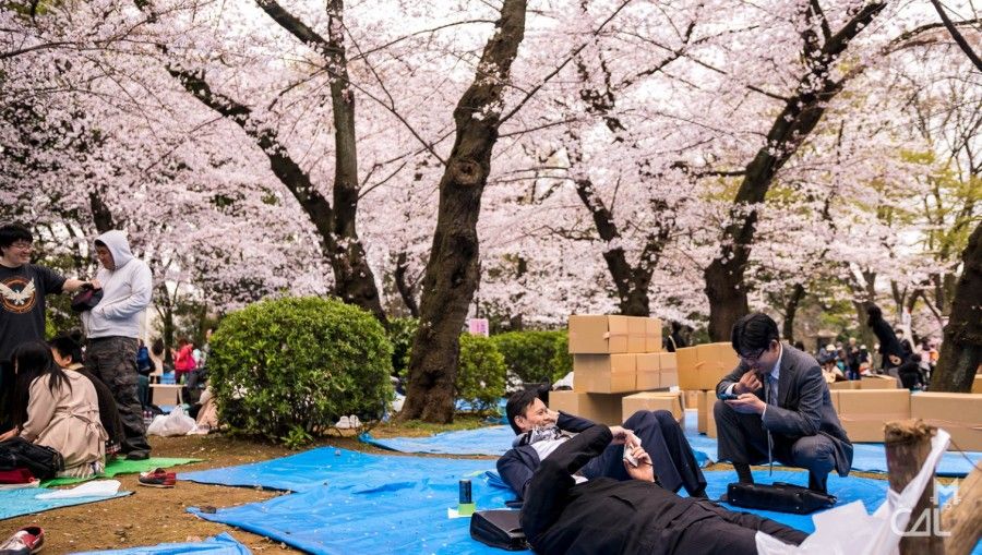 Hanami: Celebrating the Beauty of Cherry Blossoms in Japan