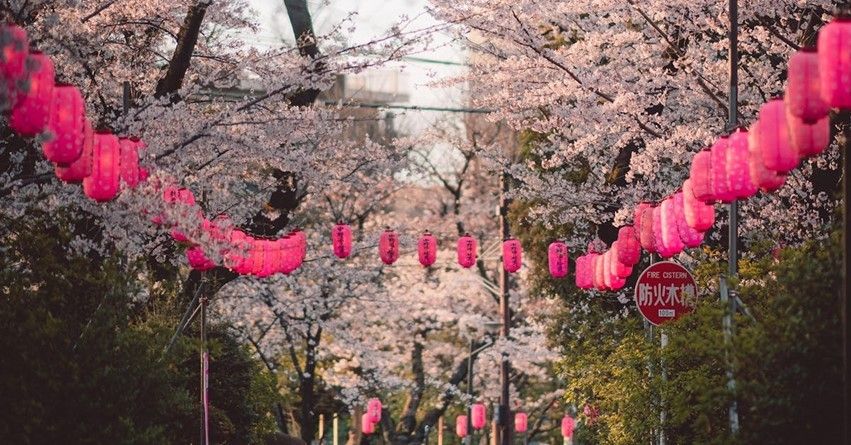 Hanami: Celebrating the Beauty of Cherry Blossoms in Japan