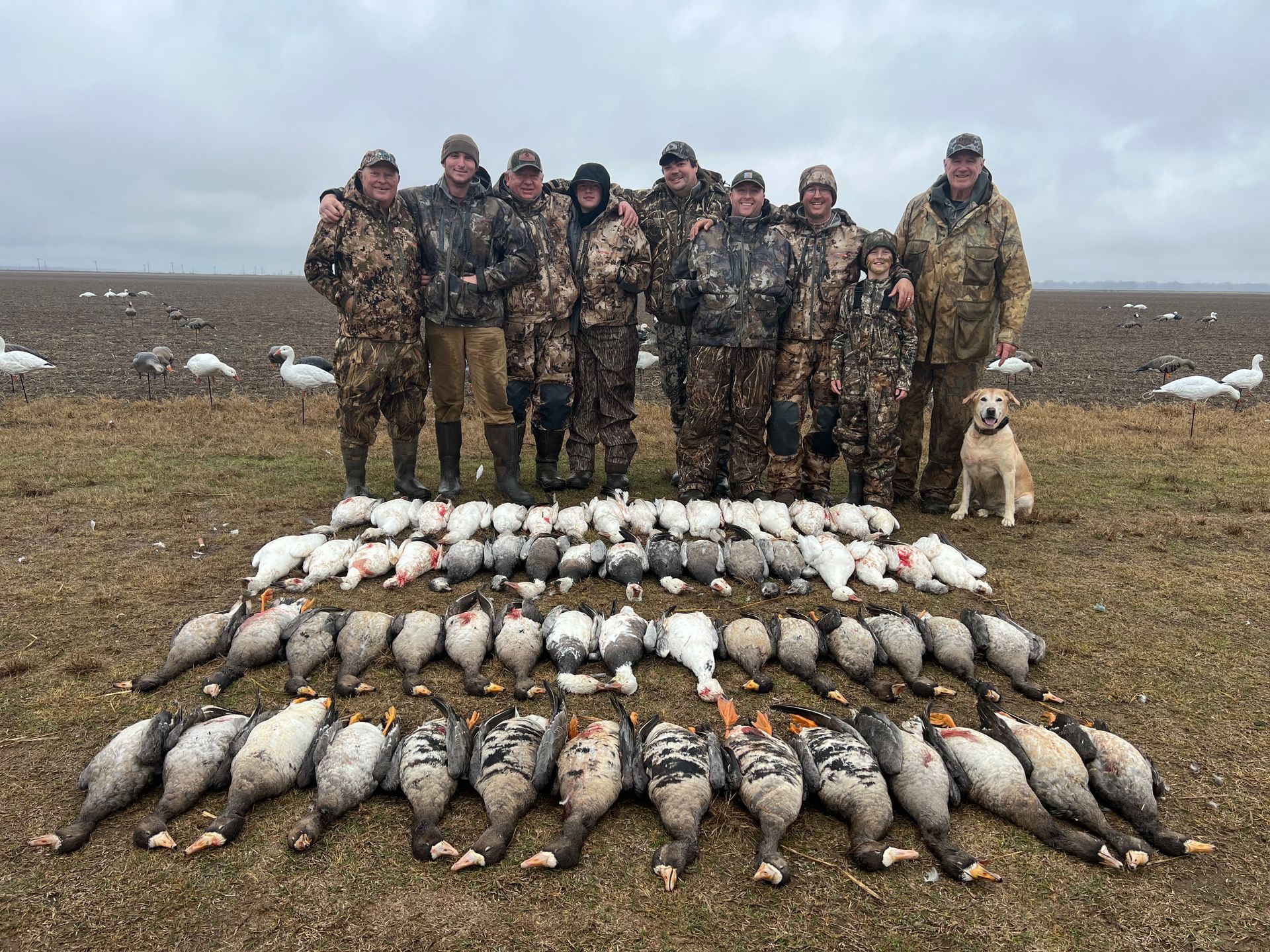 Arkansas Goose Hunting Outfitter - Specklebelly, Snow Goose