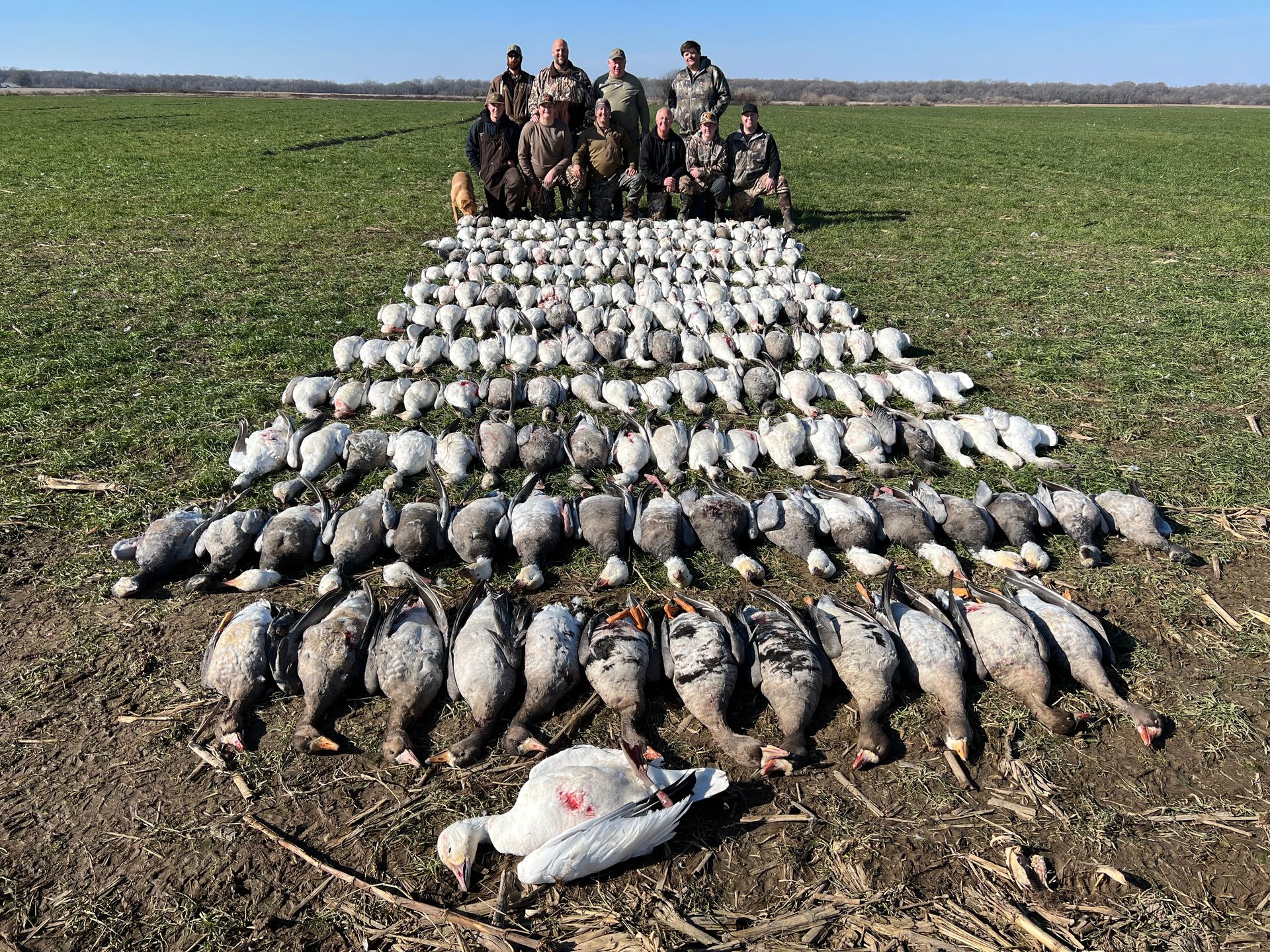 Arkansas Goose Hunting Outfitter - Specklebelly, Snow Goose