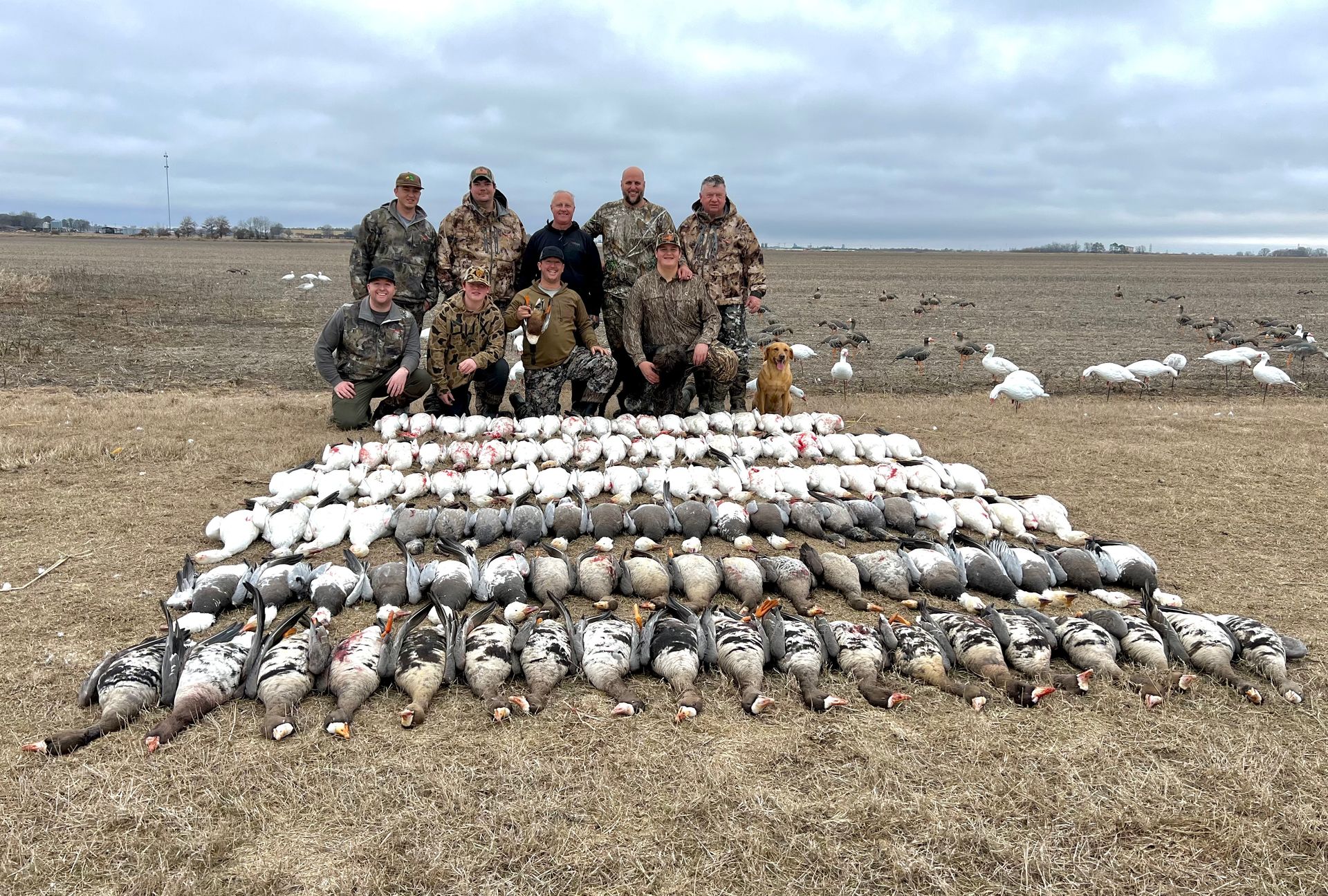 Arkansas Goose Hunting Outfitter - Specklebelly, Snow Goose