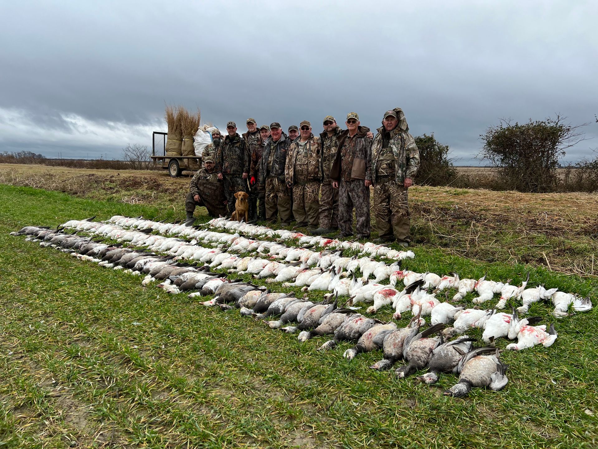 Spring Snow Goose Hunting Guide in Arkansas - Outfitter Hunts
