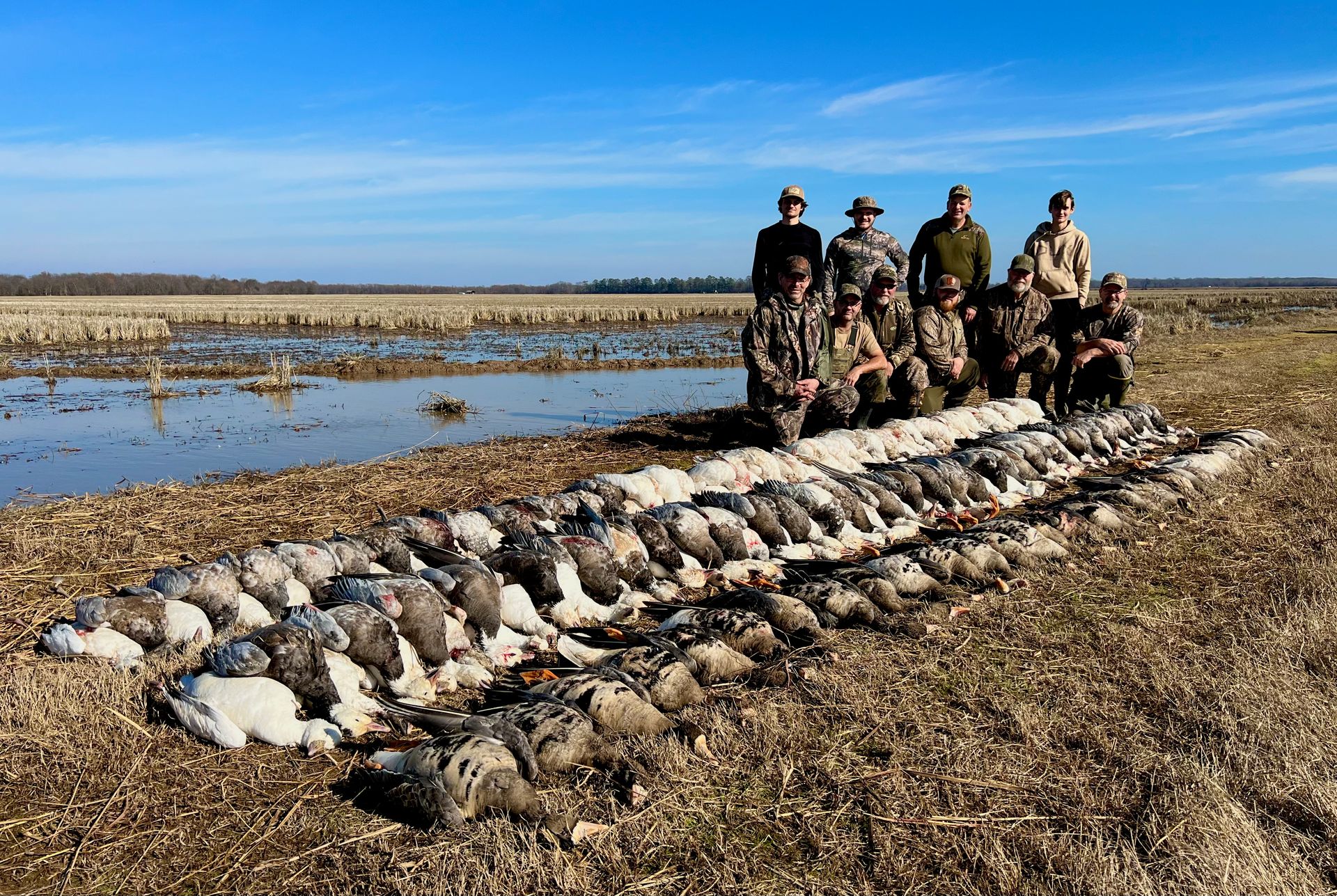 Arkansas Goose Hunting Outfitter - Specklebelly, Snow Goose