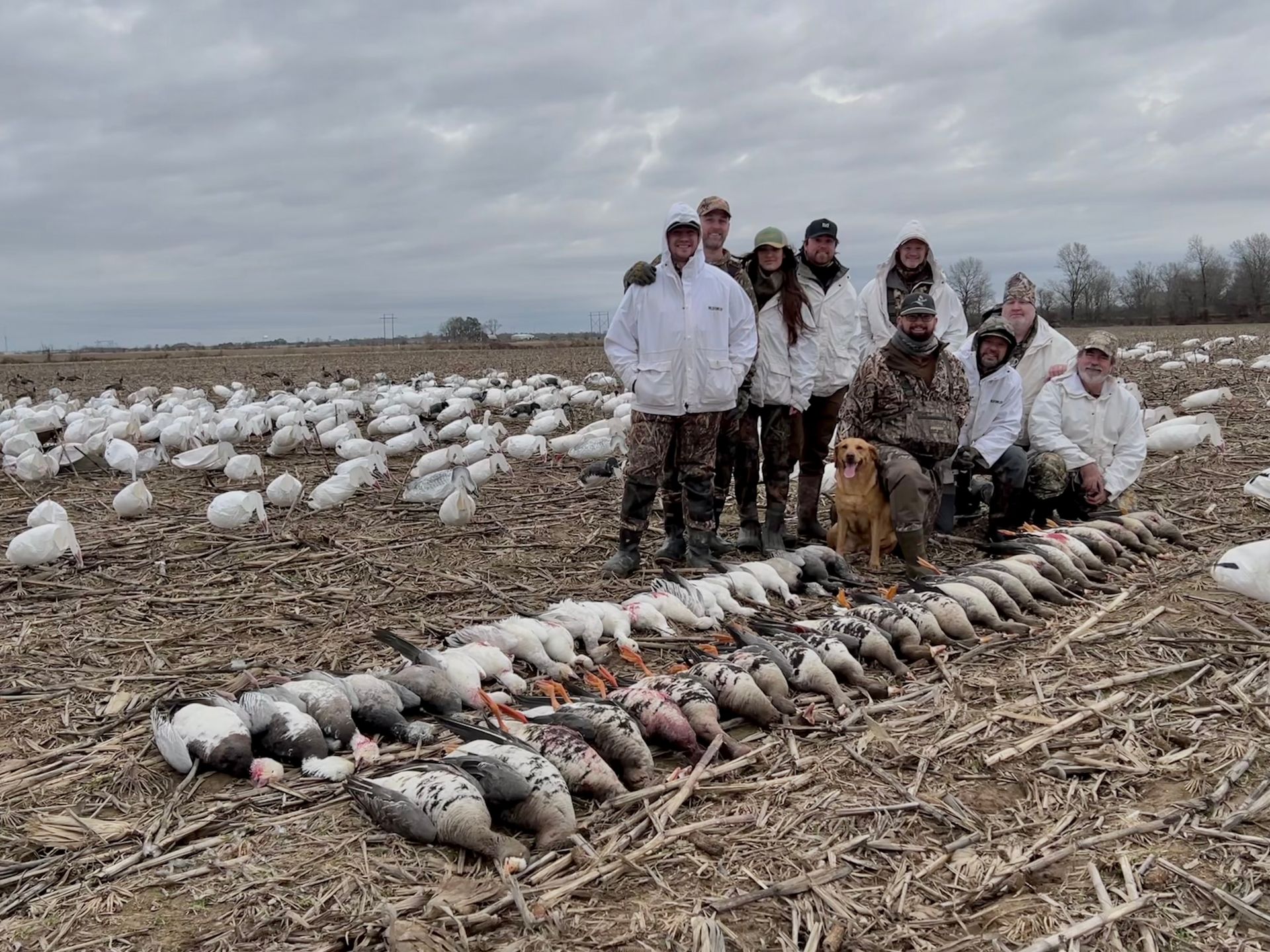 Arkansas Goose Hunting Outfitter - Specklebelly, Snow Goose