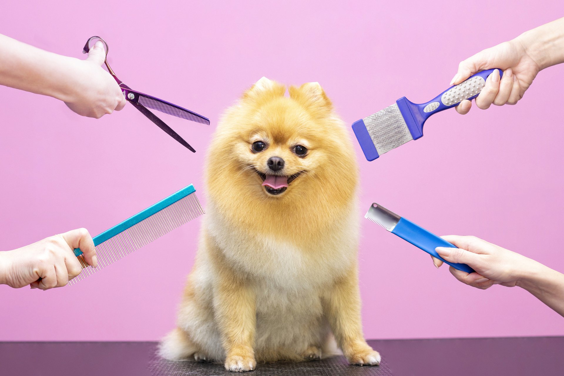 Passion4Pets | Clarington Pet Grooming Professionals