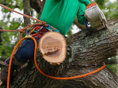 Professional Local Tree Service | Executive Tree Service NC