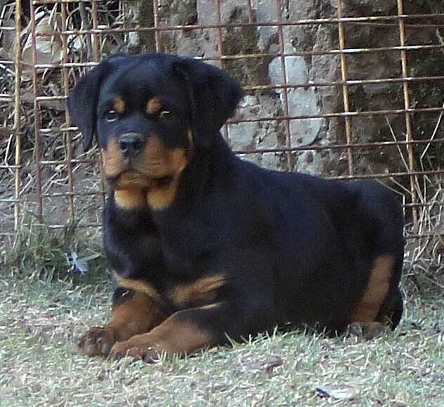 Rottweiler Mexico | Criadero Rottweiler.mx