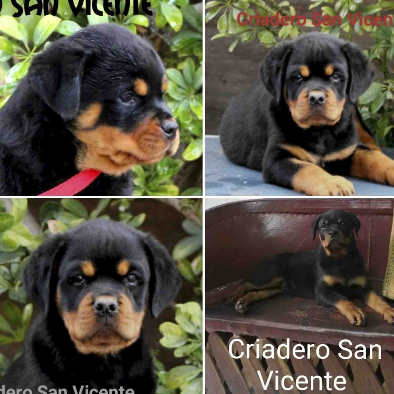 Rottweiler Mexico | Criadero Rottweiler.mx