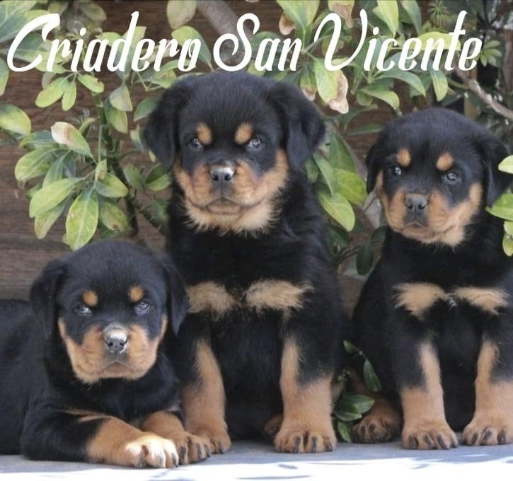 Rottweiler Mexico | Criadero Rottweiler.mx
