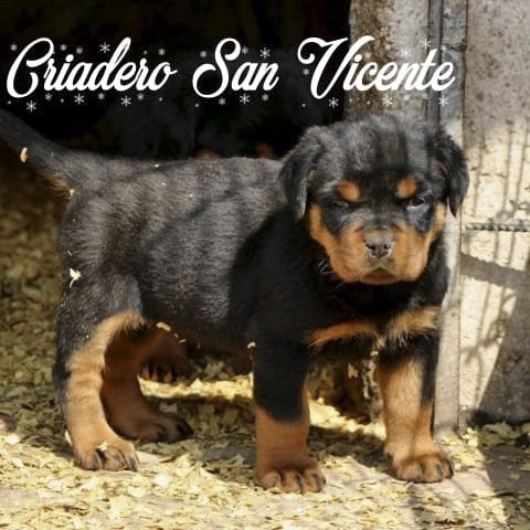 Rottweiler Mexico | Criadero Rottweiler.mx