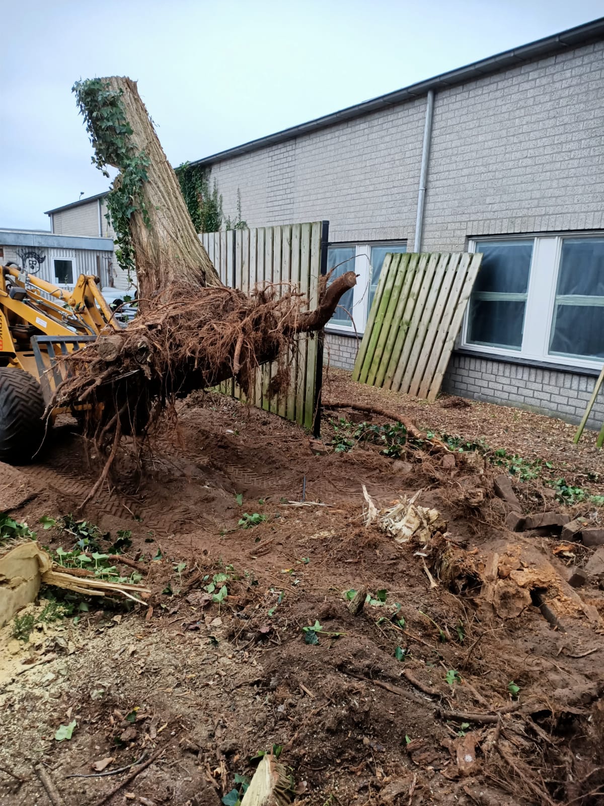 Bomen rooien en tuin leegmaken Rosmalen
