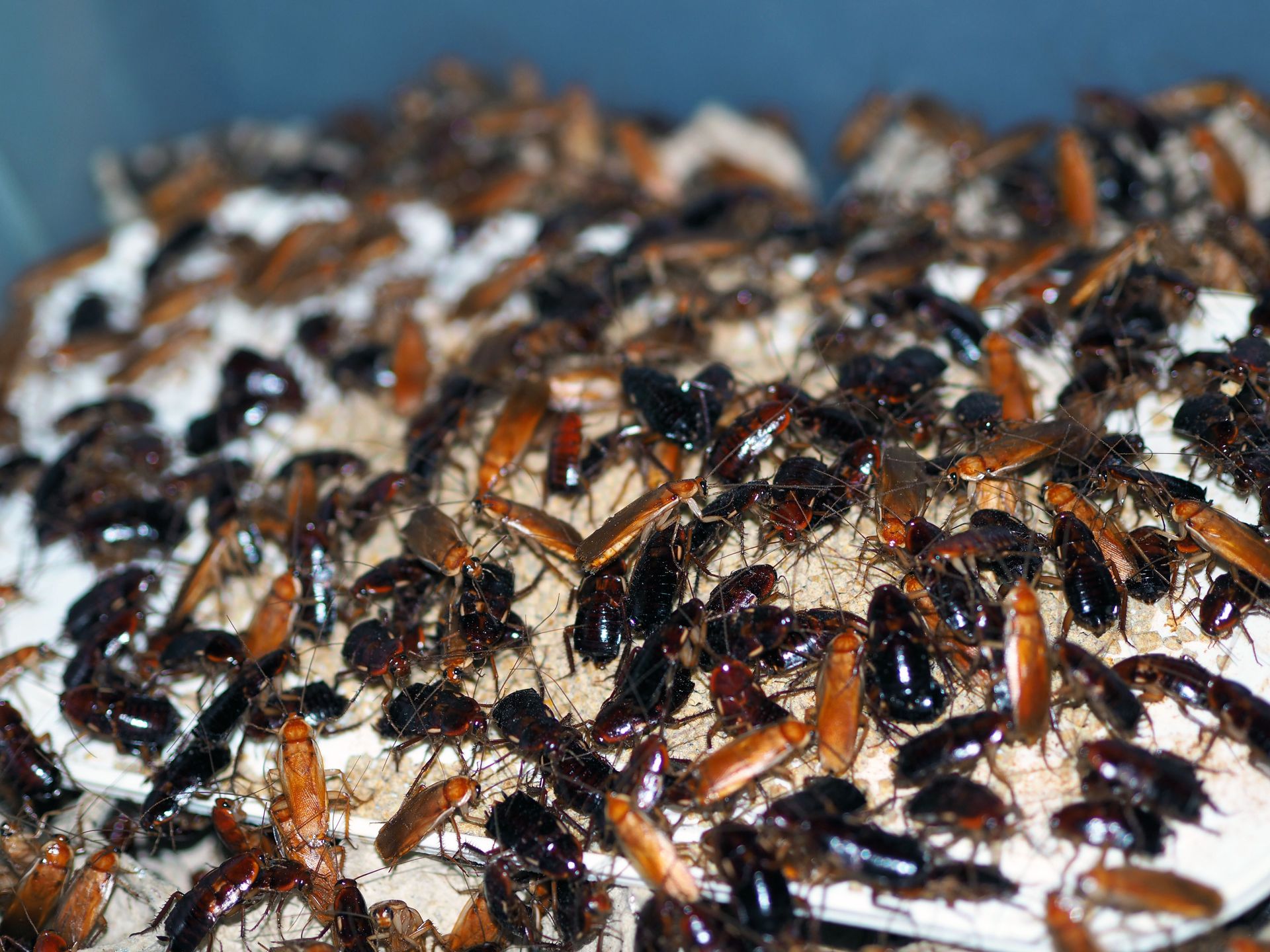 Water Bugs or Cockroaches Sacramento