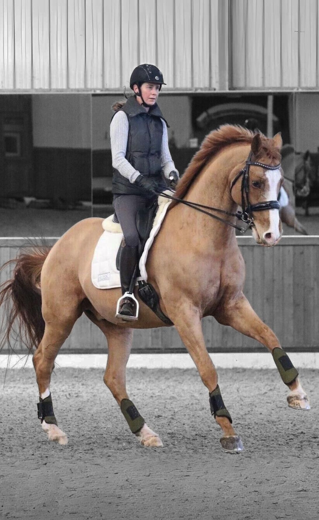 Equine Performance Equipment | The HUSK