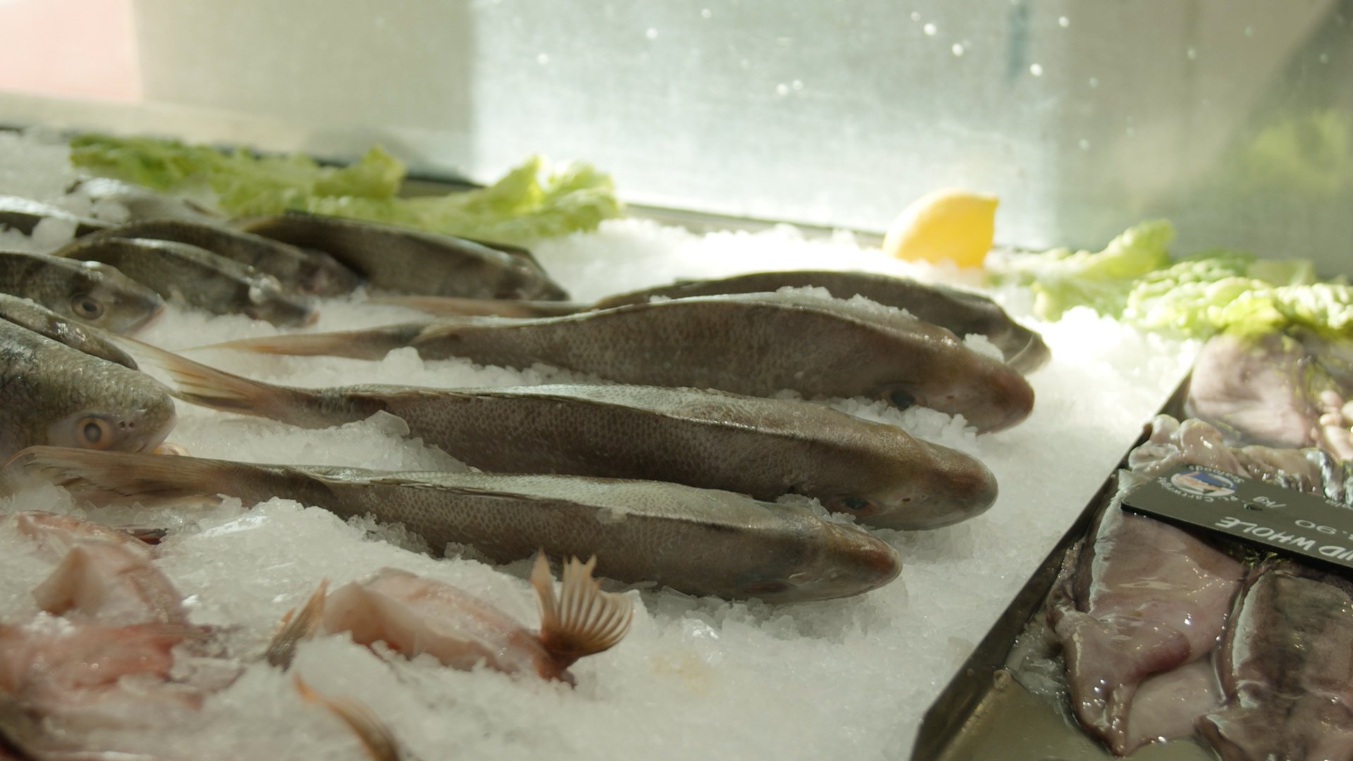 Gallery | Pt Cartwright Seafoods