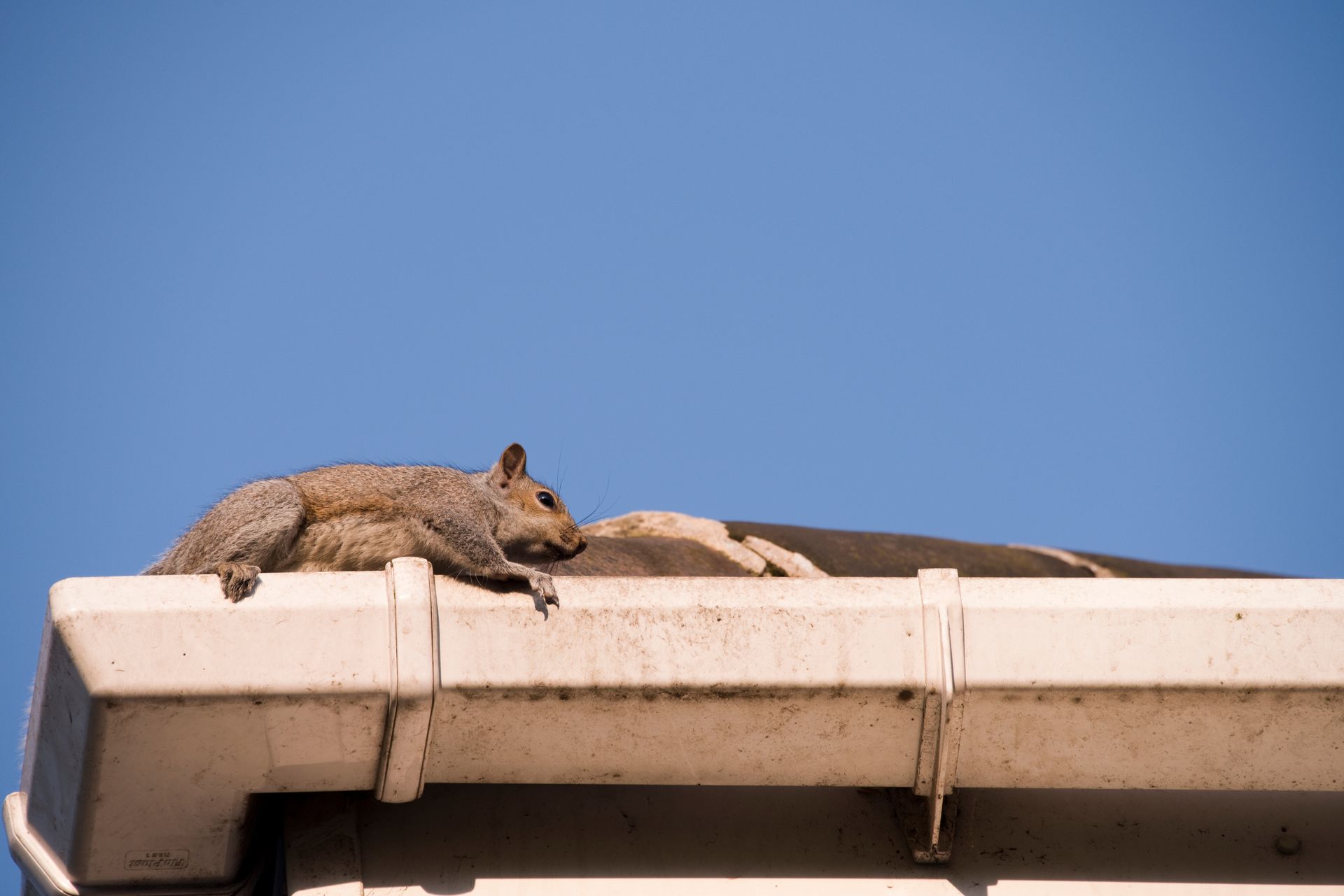 How to Keep Rodents From Nesting in Your Roof | Chet's Roofing