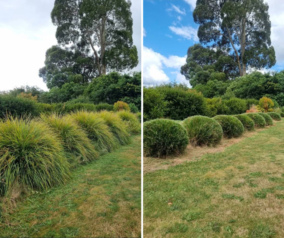 Tree Maintenance & Hedge Trimming | Quality Trees Rotorua