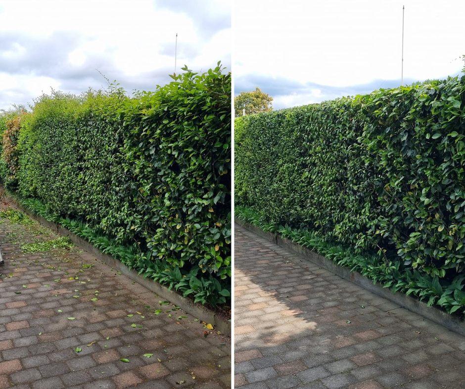 Tree Maintenance & Hedge Trimming | Quality Trees Rotorua