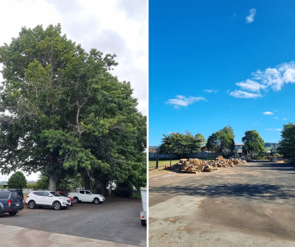 Tree Maintenance & Hedge Trimming | Quality Trees Rotorua
