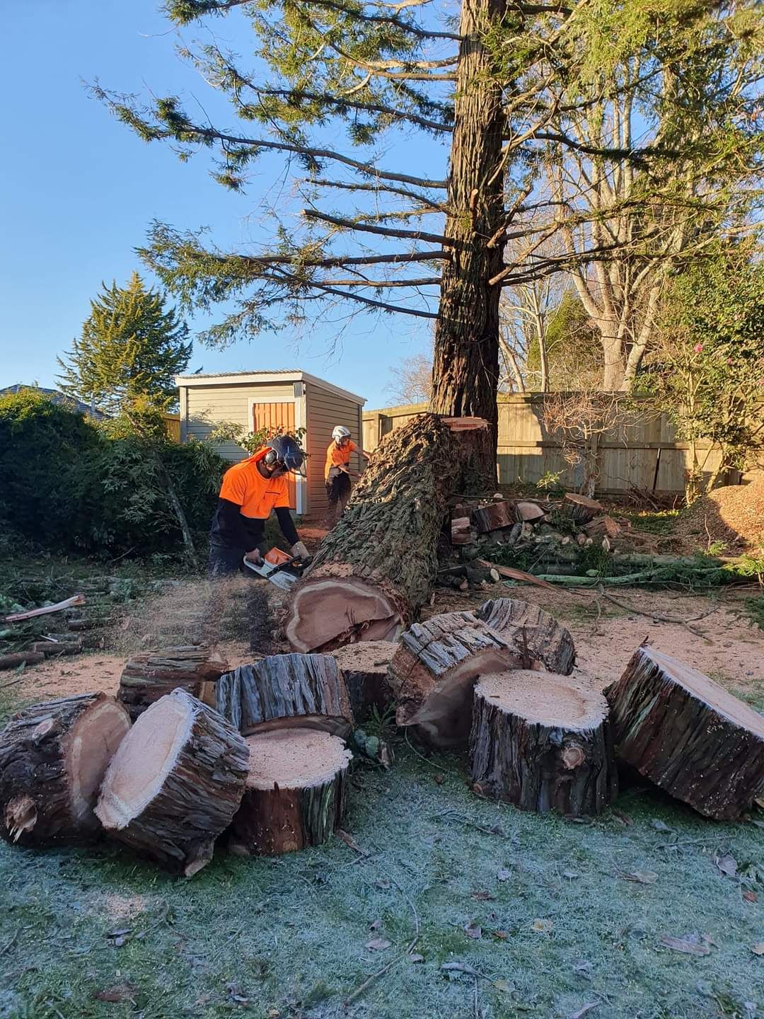 Tree Maintenance & Hedge Trimming | Quality Trees Rotorua