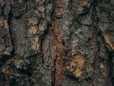 Pine Bark Beetle Treatment Solutions | Nature's Restore
