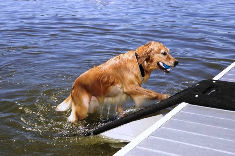 Floating Dog Ramps | United States | 844.781.7877