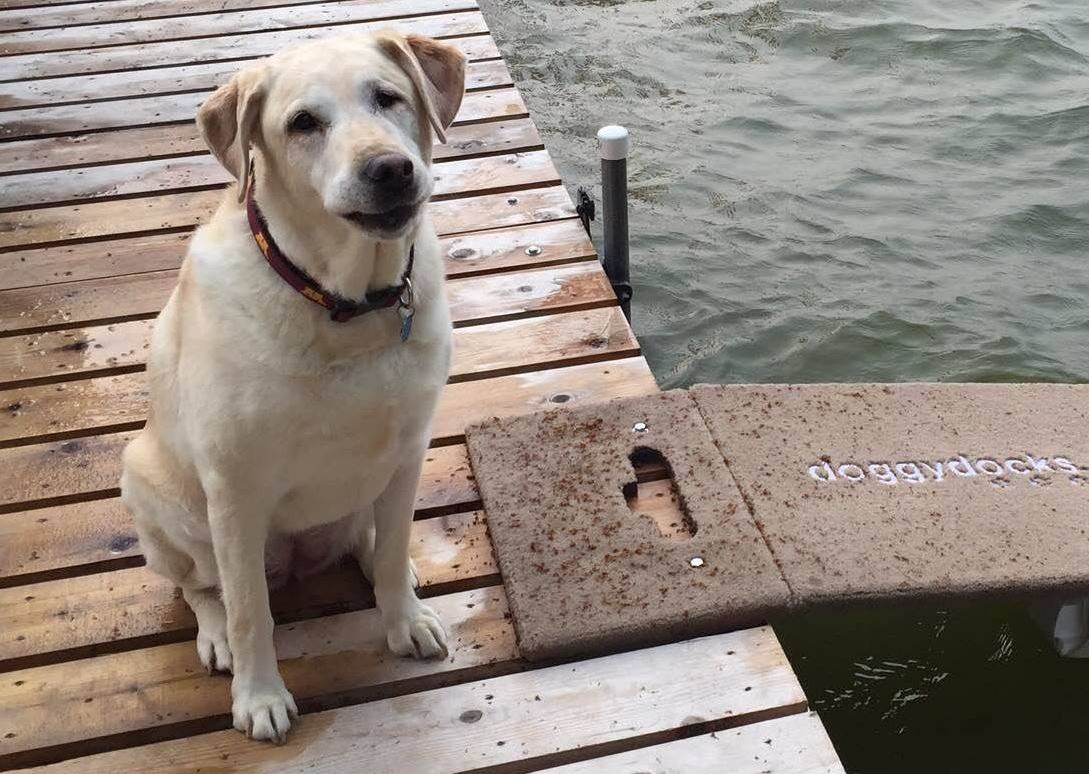 The Original Dog Boat Dock - Shop Now at doggydocks®