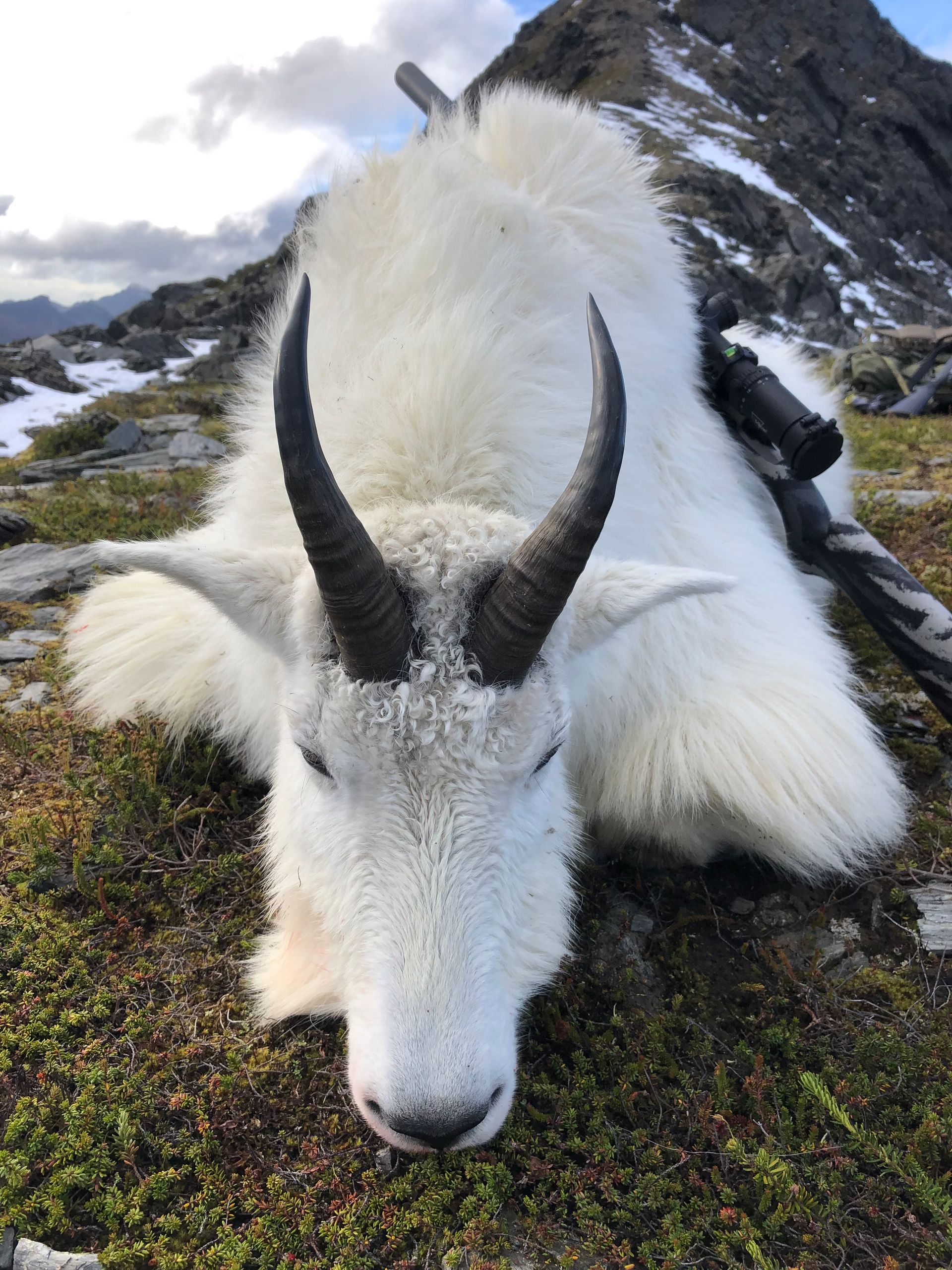 Alaska Mountain Goat Hunt | Sheep River Camps | AK