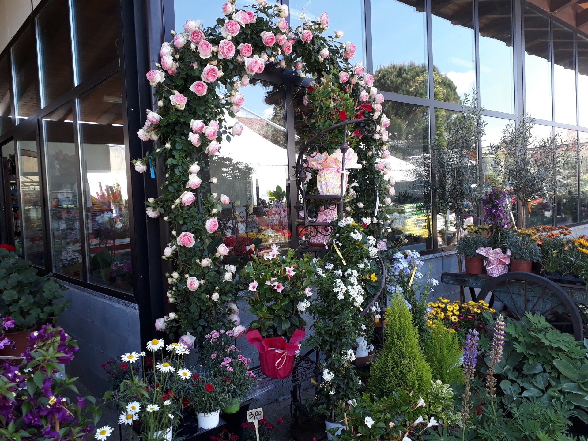 Vivaio| Rivarolo Canavese (TO)| Aldo Ricca