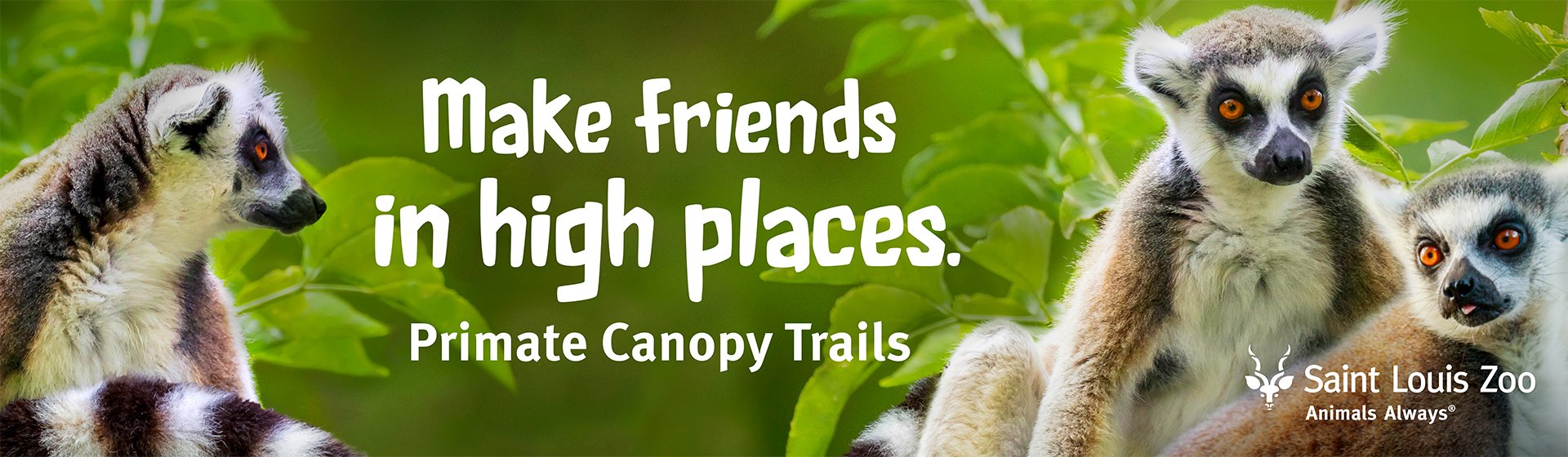 Primate Canopy Trails - Saint Louis Zoo Advertising Campaign